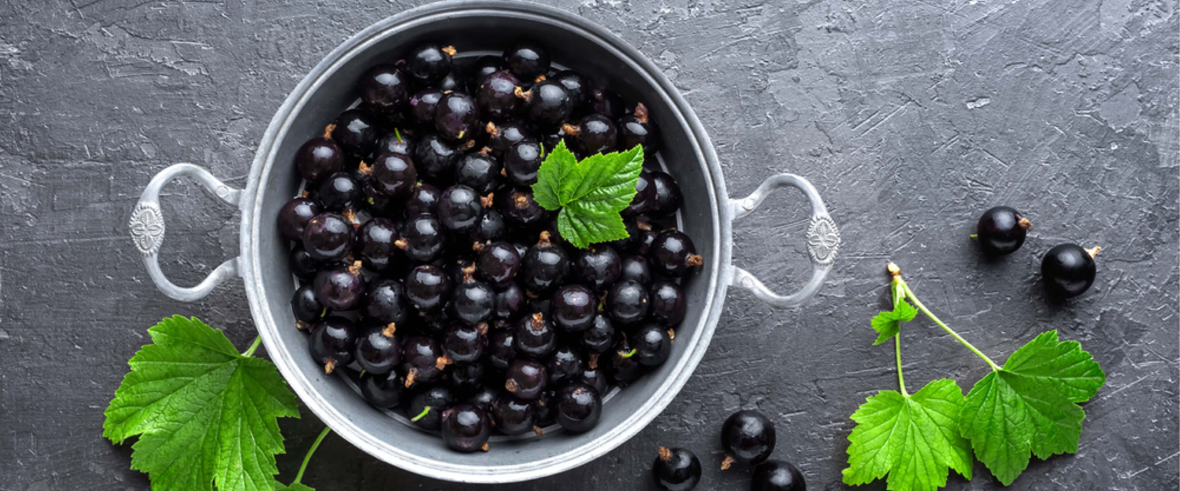 The Wellness Benefits of Black Currant Supplements: Supporting Immune ...