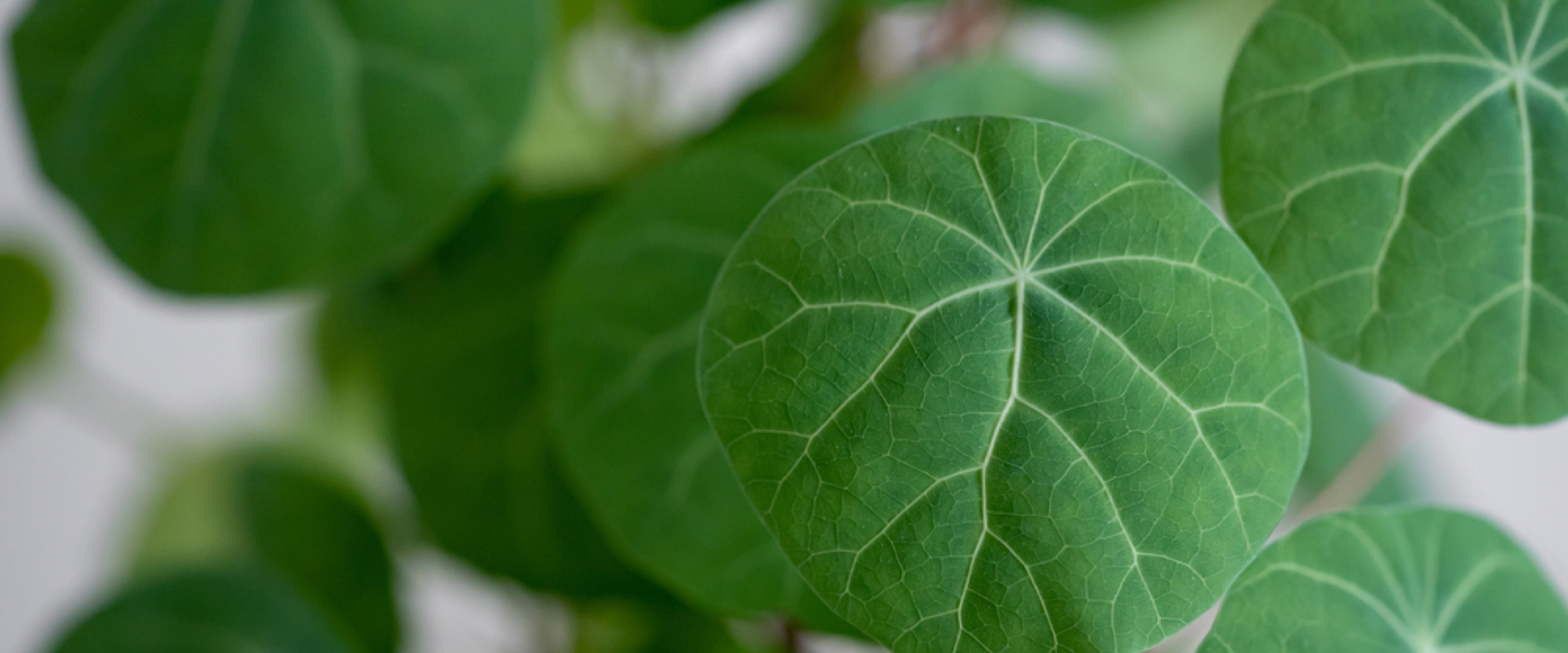 Stephania: An In-Depth Look at a Traditional Herb Supplement | Codeage